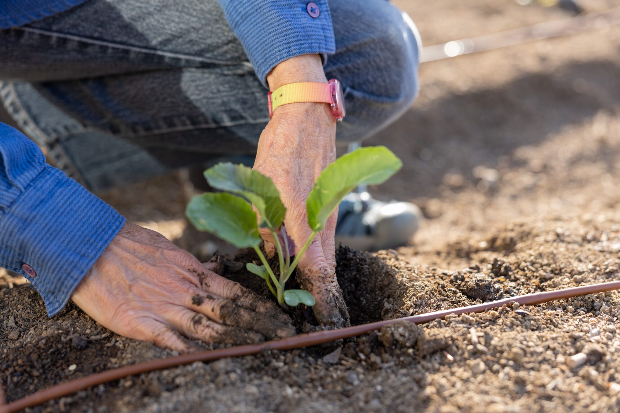 Ensō Village’s Kitchen Garden Takes Root with First Fall Planting | The ...